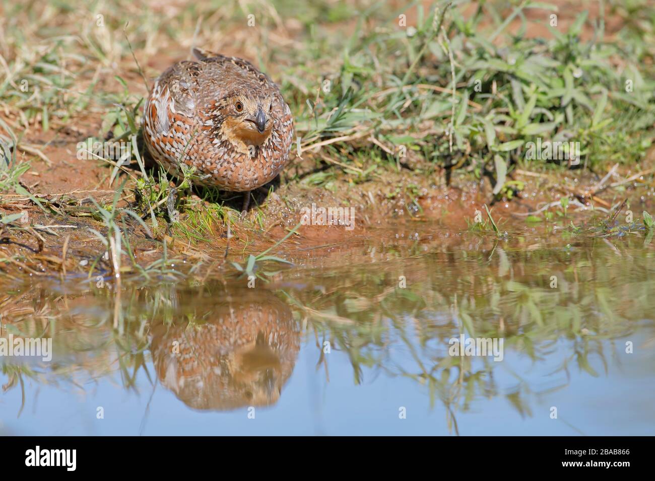 Femelle caille de colin de virginie Banque de photographies et d’images ...