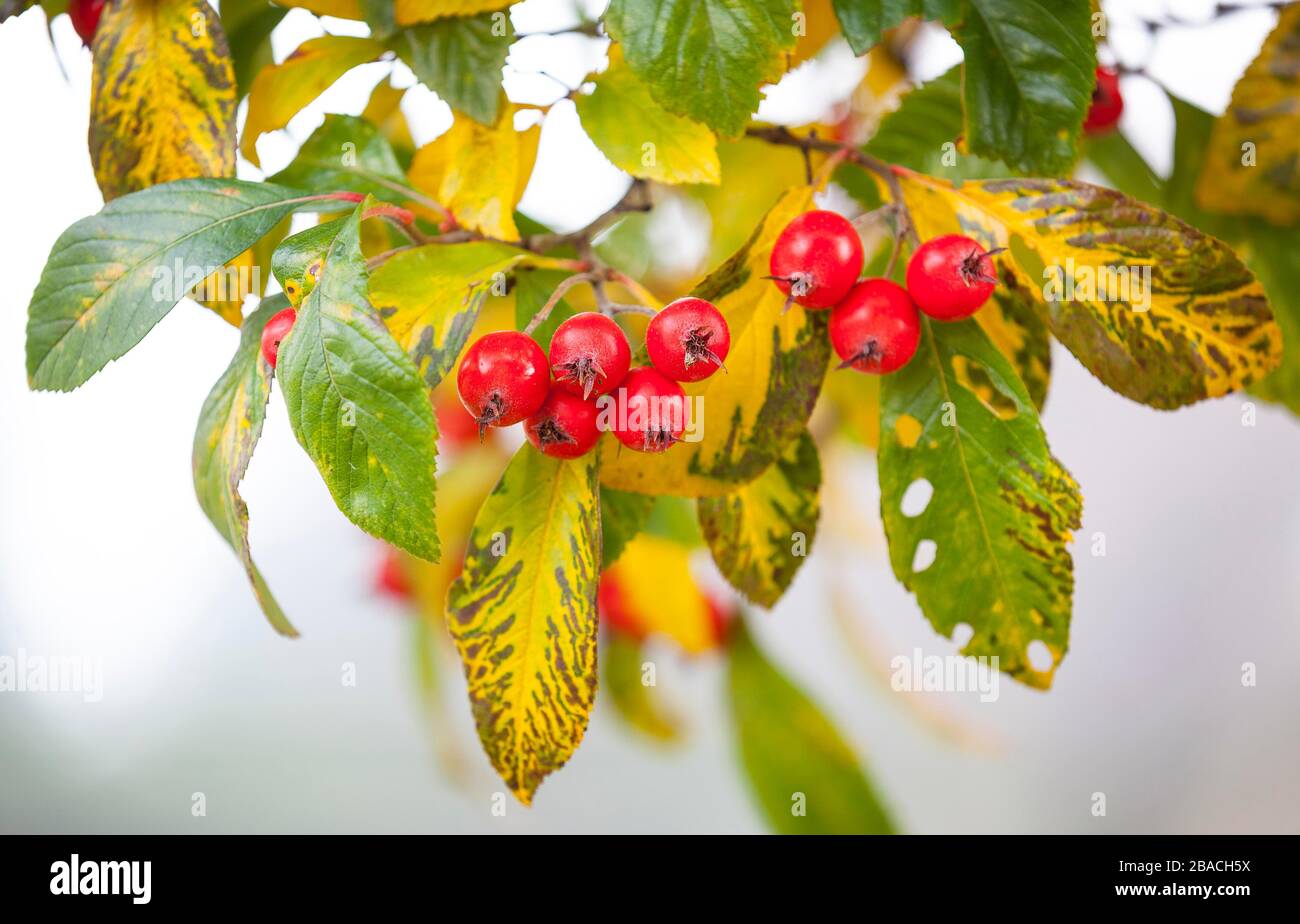 Crataegus carrierei Banque de photographies et d’images à haute ...