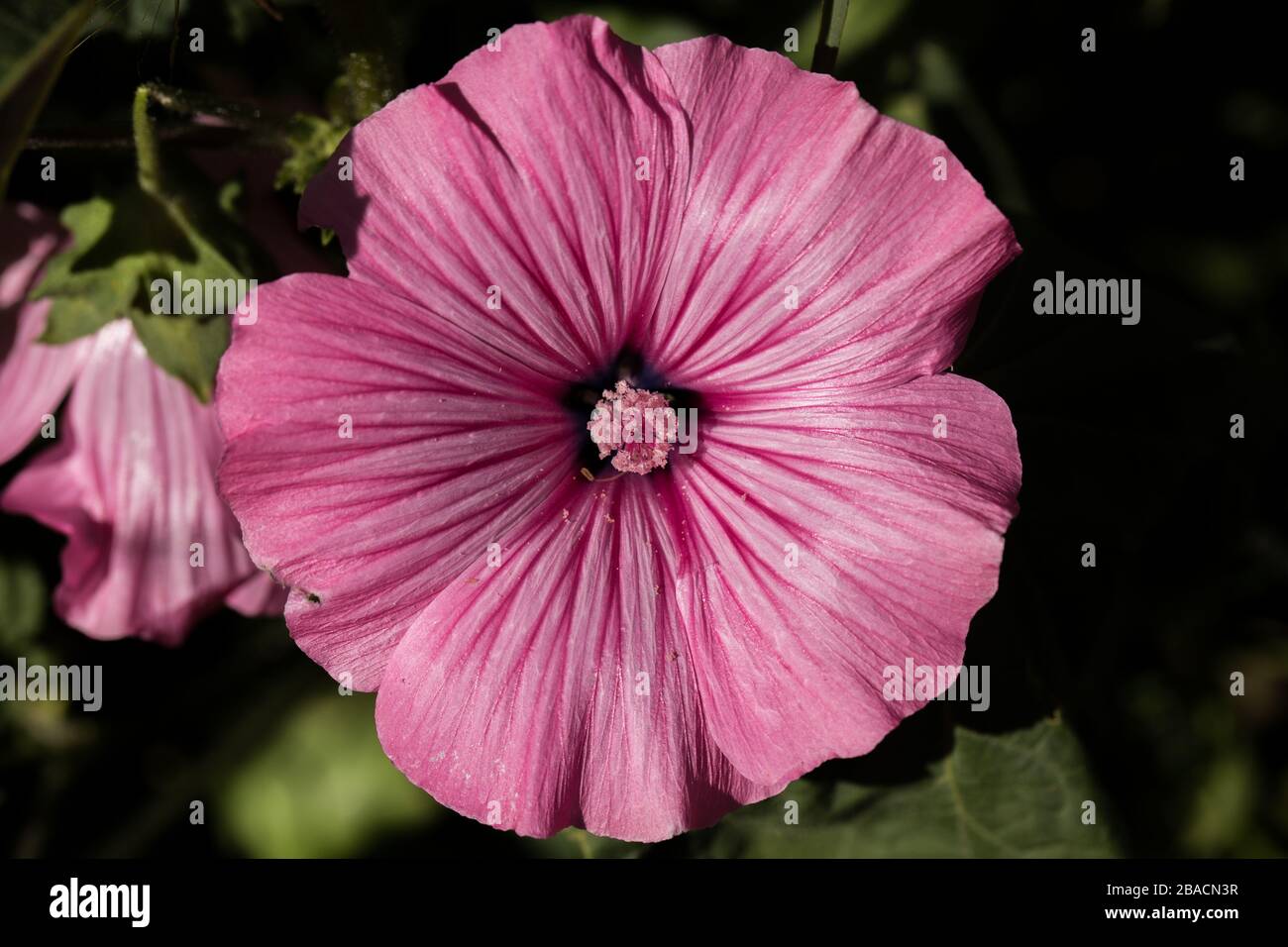 Rose mallow Banque de photographies et d’images à haute résolution - Alamy
