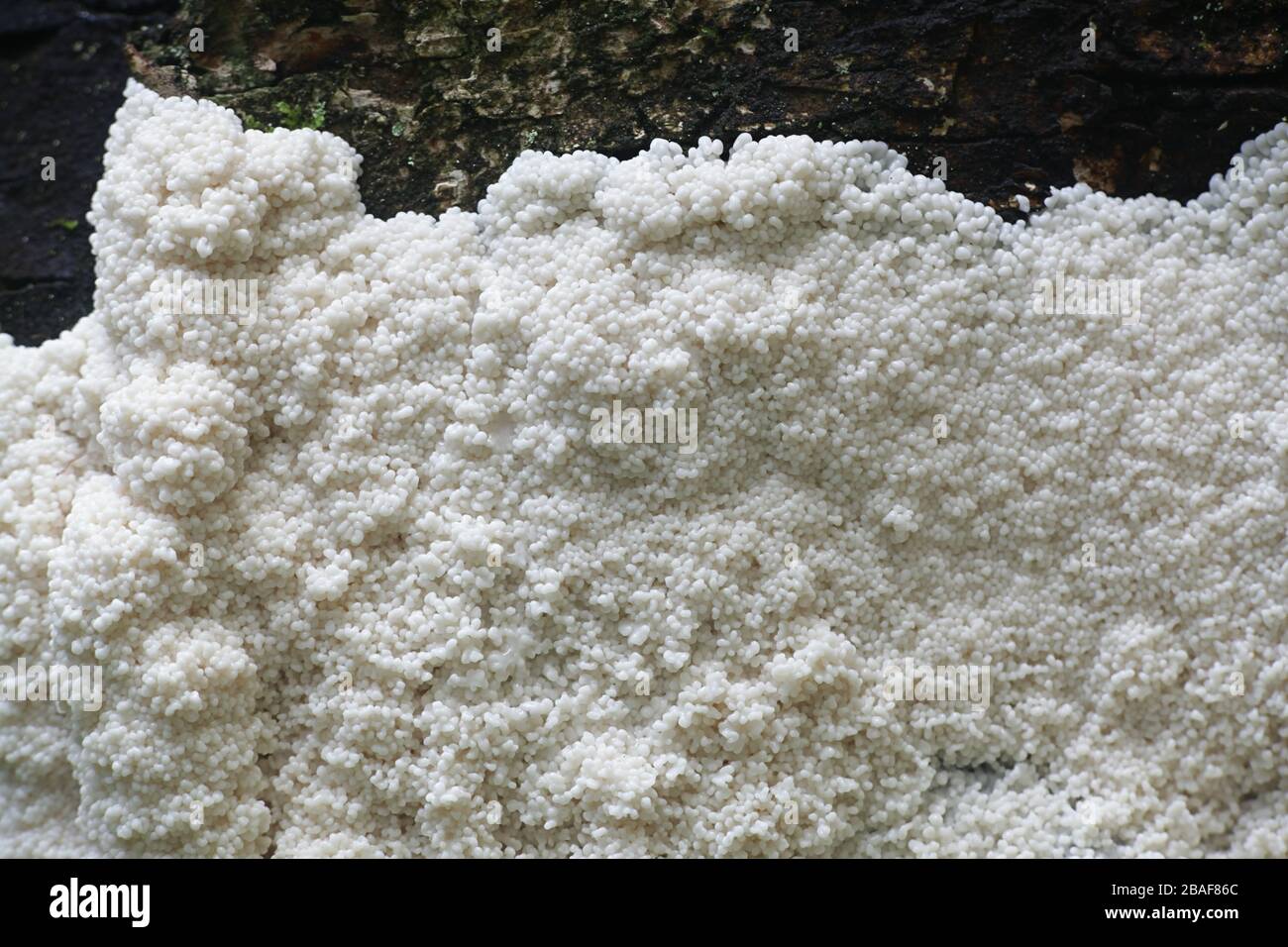 Brefeldia maxima, connu sous le nom de tapioca myxomycète, escalade un ...