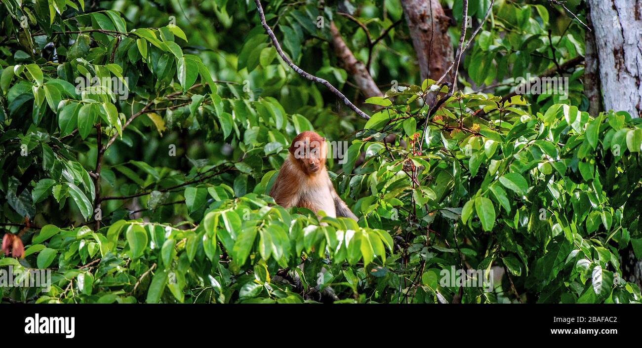 Singe au long nez Banque de photographies et d’images à haute ...