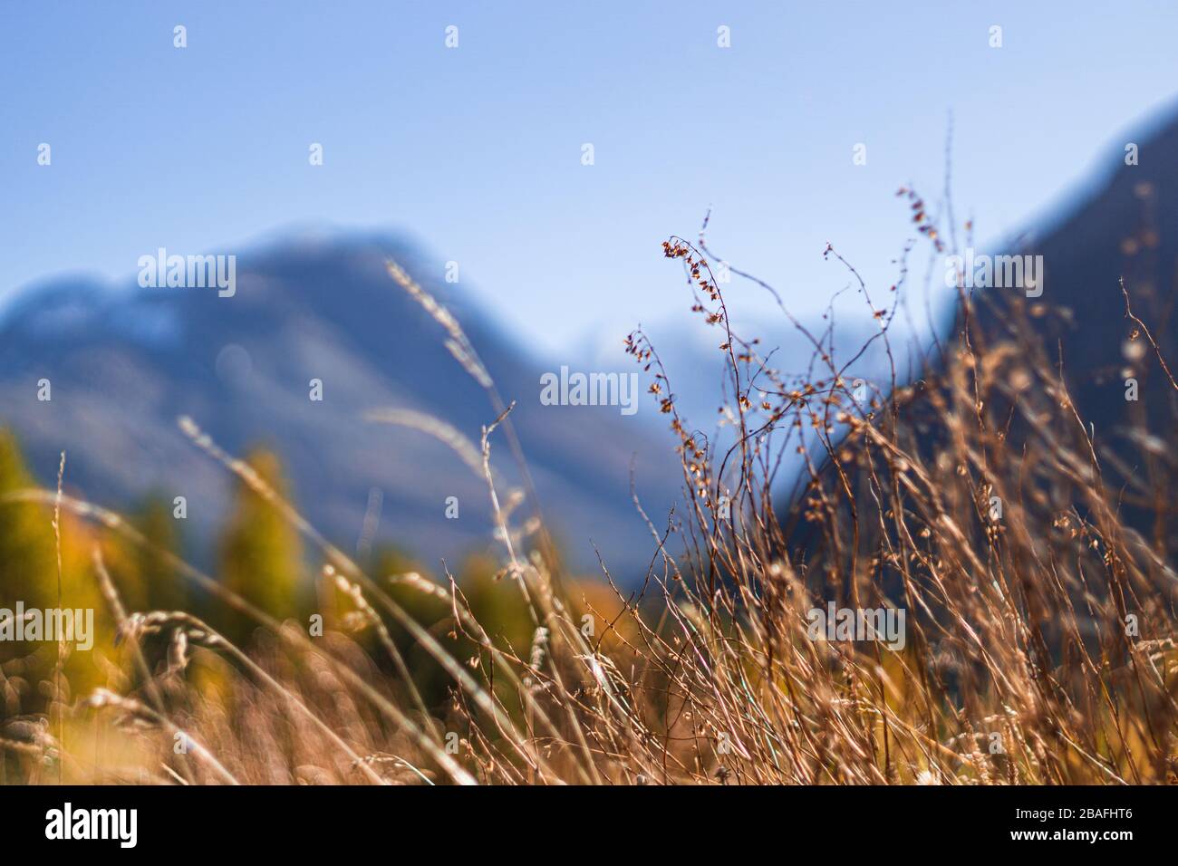 Détails de la nature automnale dans les Alpes suisses, près du célèbre ...