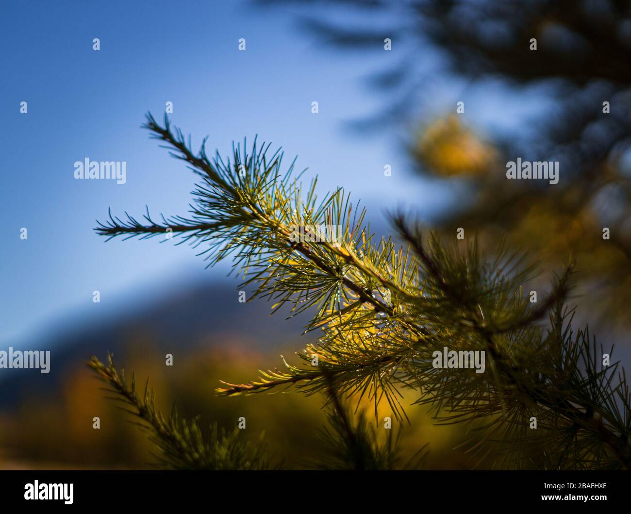 Détails de la nature automnale dans les Alpes suisses, près du célèbre ...
