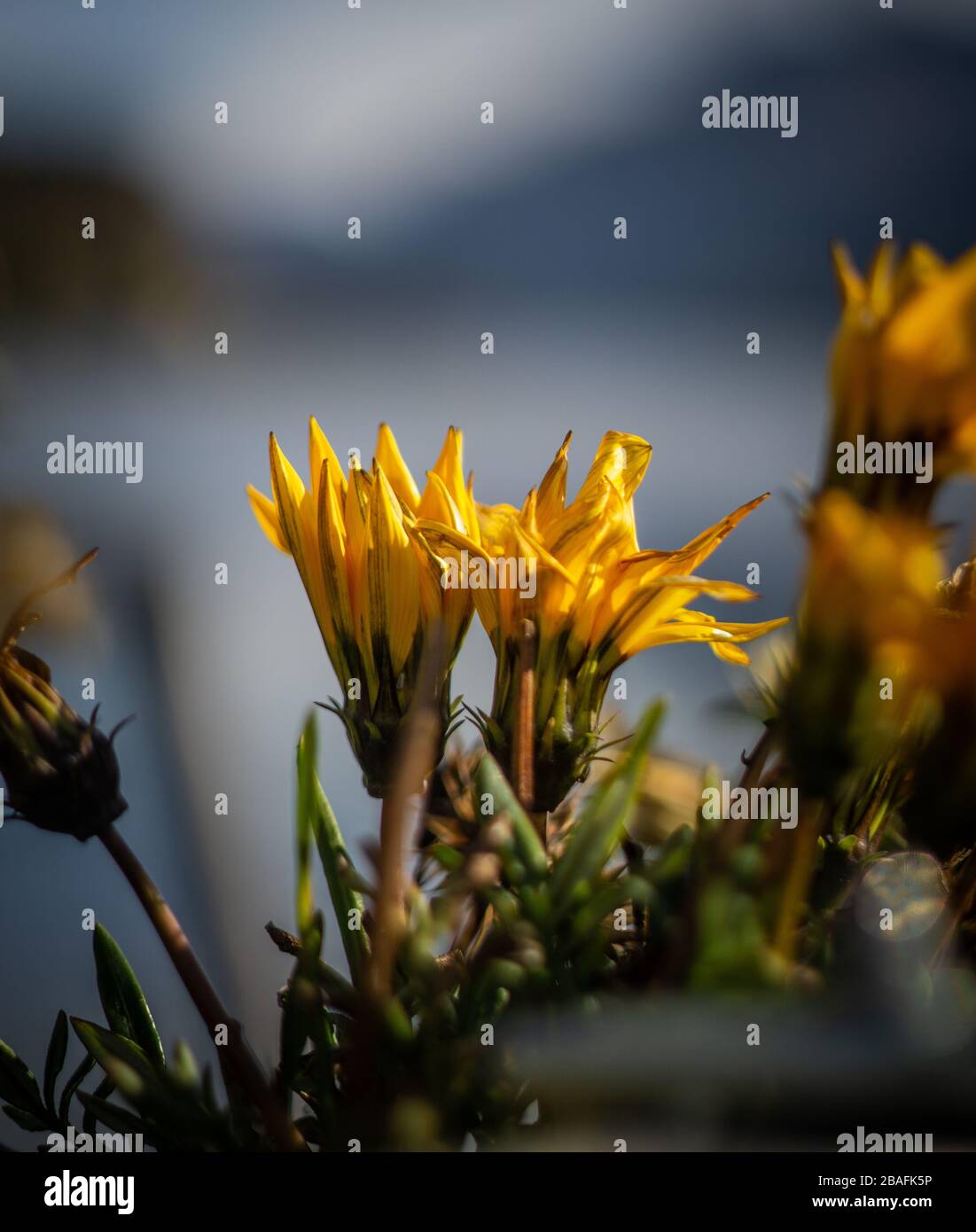 Détails de la nature automnale dans les Alpes suisses, près du célèbre ...