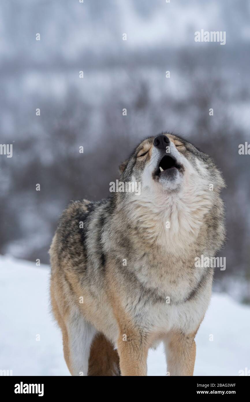 Le gros plan d'un loup gris (Canis lupus) hurle dans la neige dans un ...