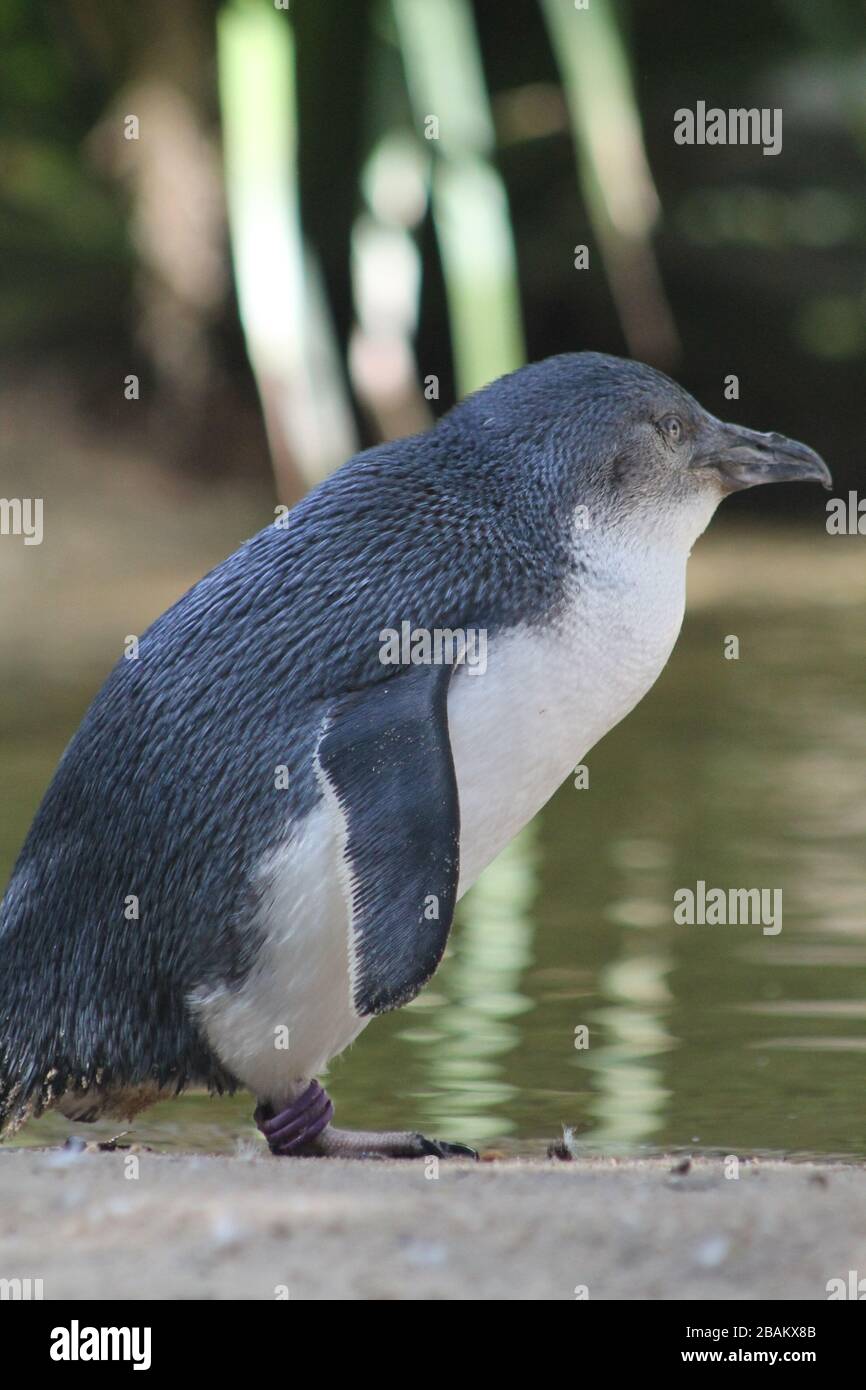 Pingouin humboldt zoo oiseau bec Banque de photographies et d’images à ...
