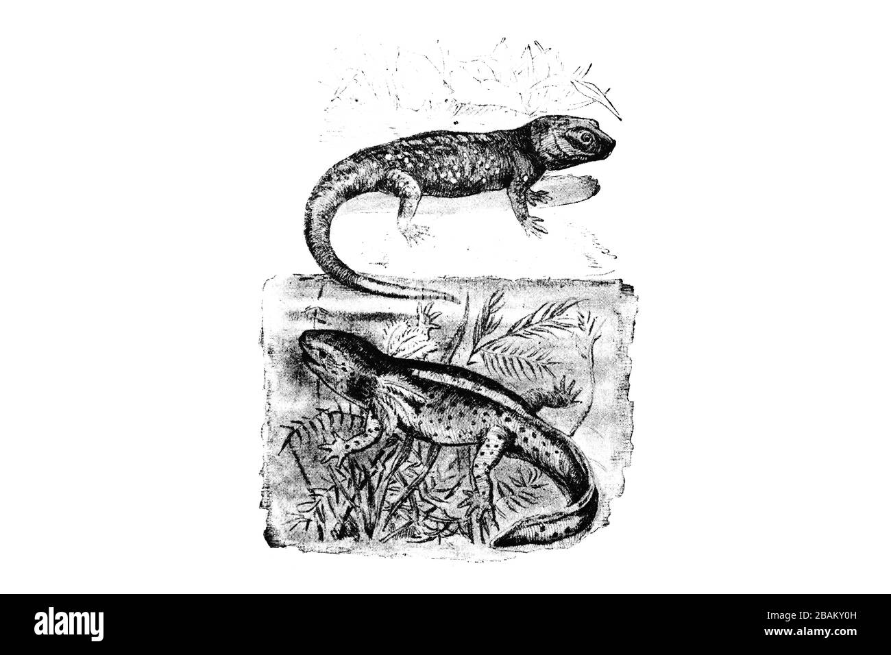 Axolotl drawing Banque de photographies et d’images à haute résolution ...