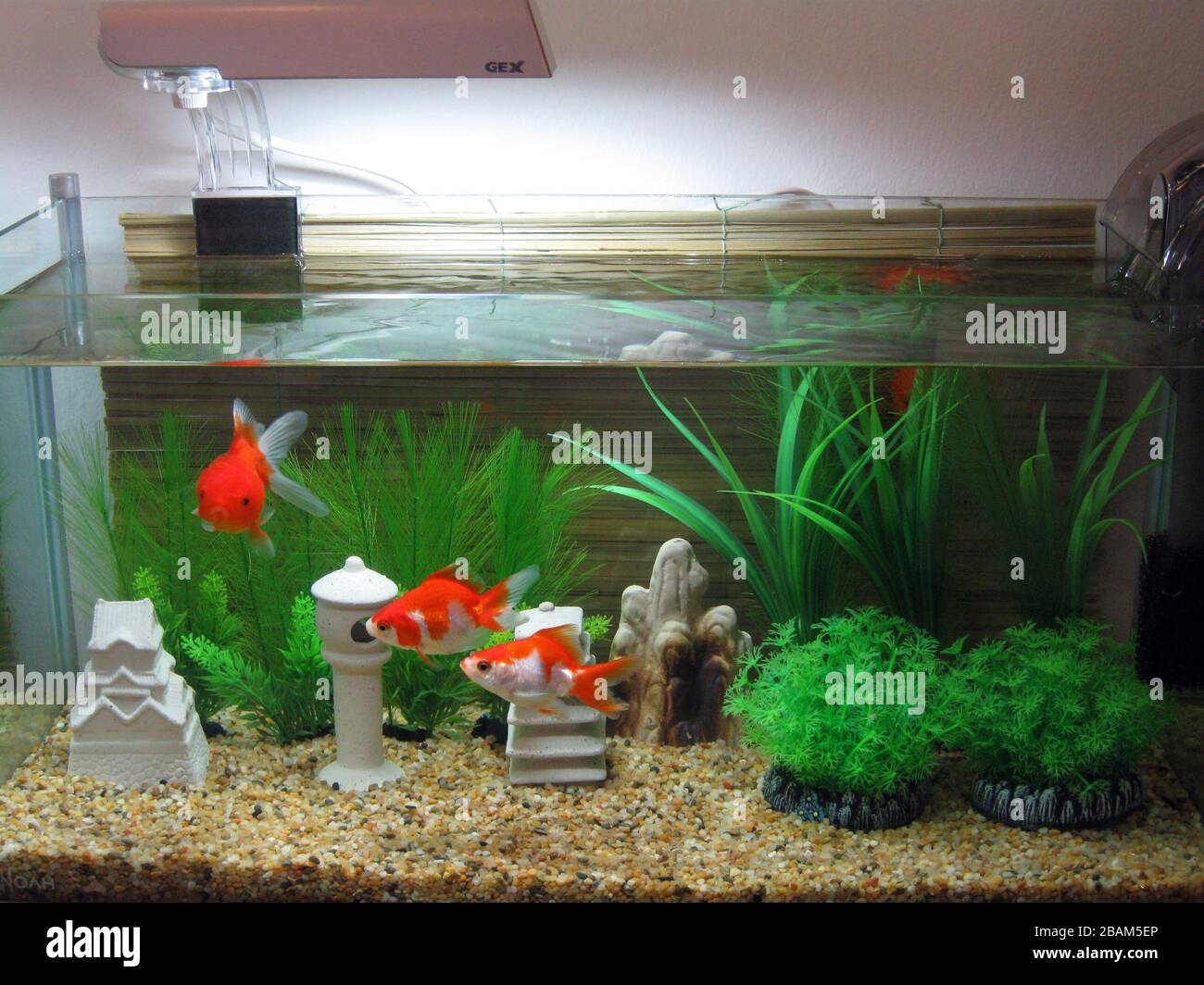 Aquarium de poisson rouge Banque de photographies et d’images à haute ...