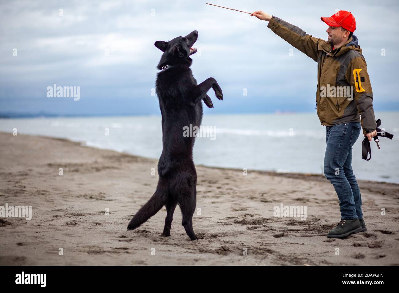 L'homme forme le berger allemand sur la plage de sable de la côte de la ...