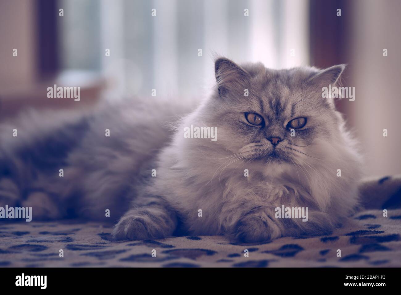 Chat couché Banque de photographies et d’images à haute résolution - Alamy