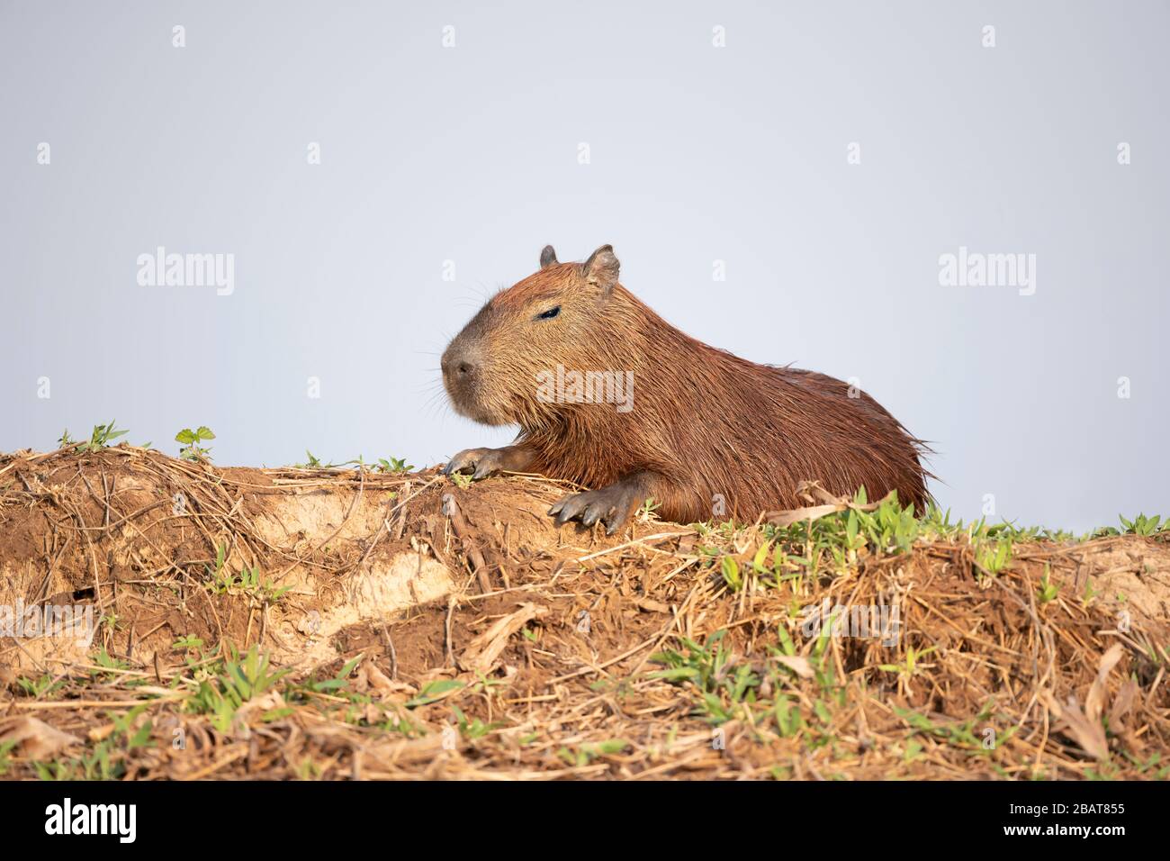 Capybara on beach Banque de photographies et d’images à haute ...