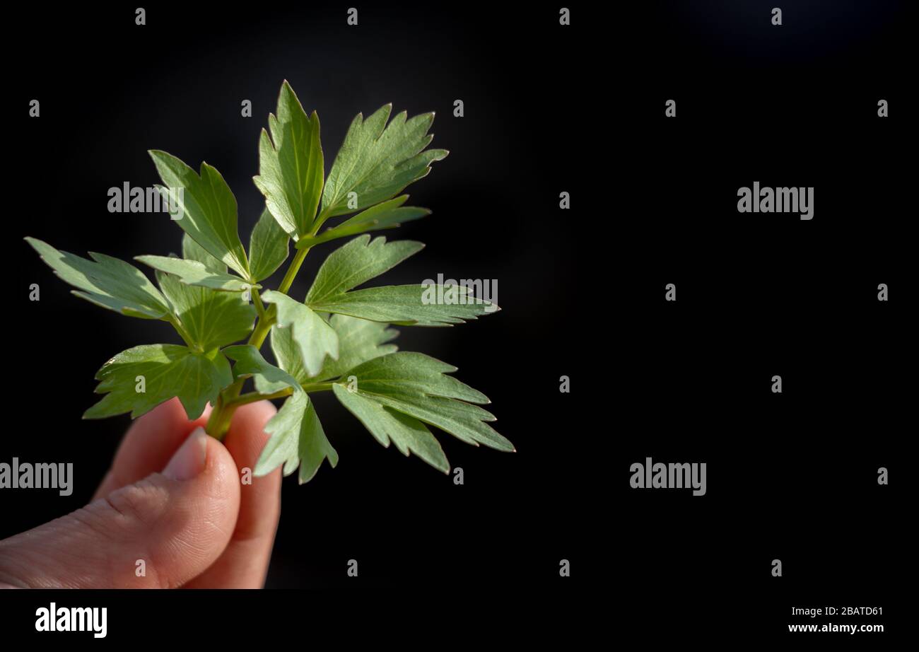 Black lovage Banque de photographies et d’images à haute résolution - Alamy