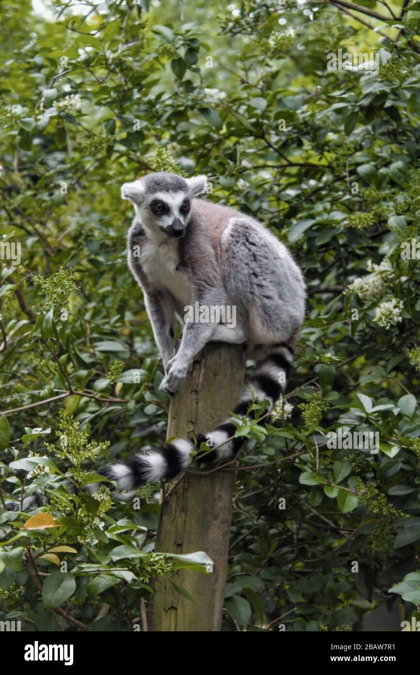 Un Lémurien à Queue Circulaire Assis Sur Un Poteau En Bois Devant Un