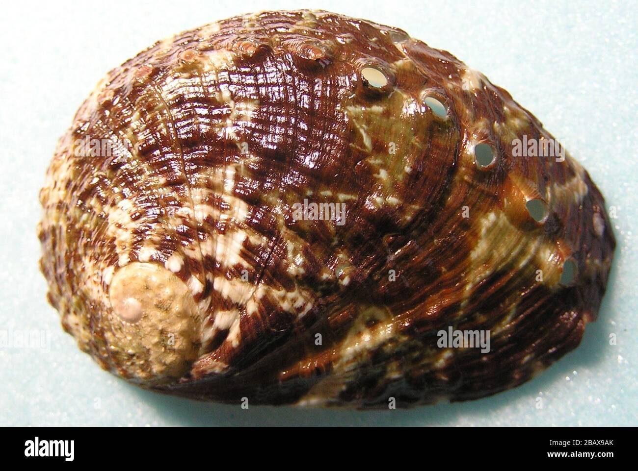 Haliotis pustulata Banque de photographies et d’images à haute ...