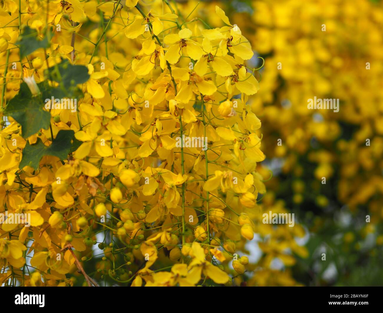 Cassia fistule, arbre de douche d'or, Ratchaphruek fleurs de couleur jaune en pleine fleur avec ...