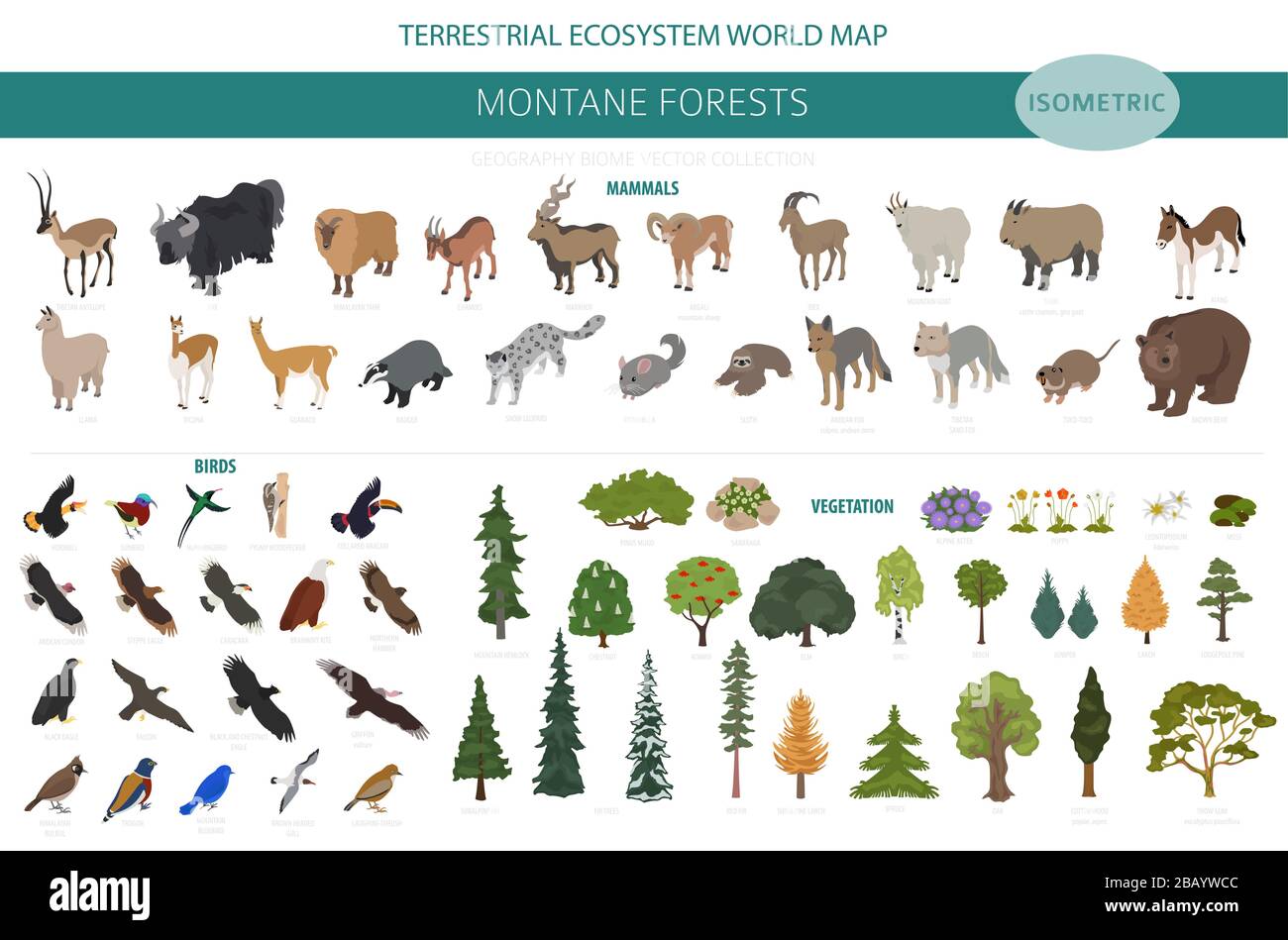 Biome de la forêt montagnarde, infographie de la région naturelle ...