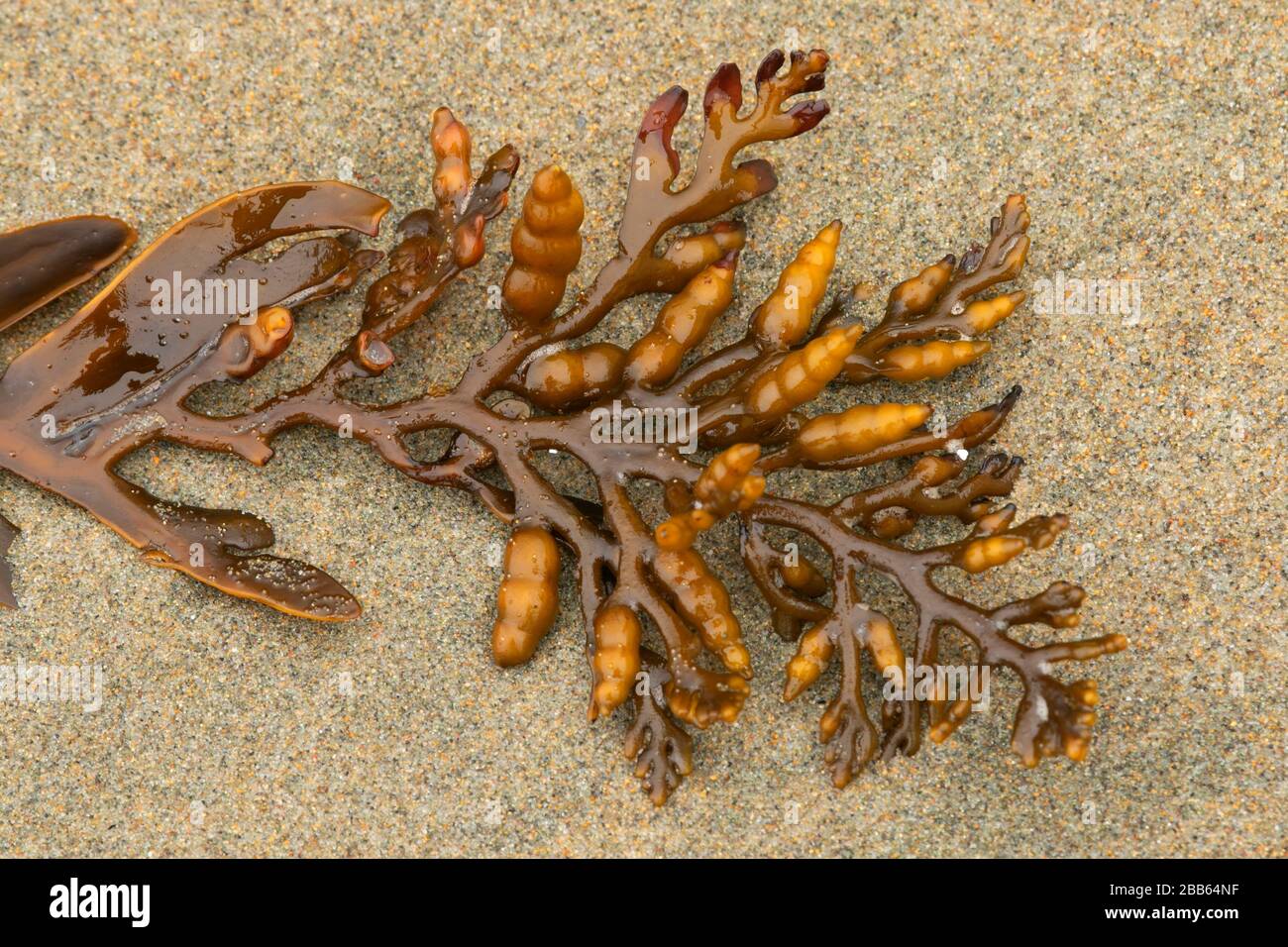 Varech sur la plage Banque de photographies et d’images à haute ...