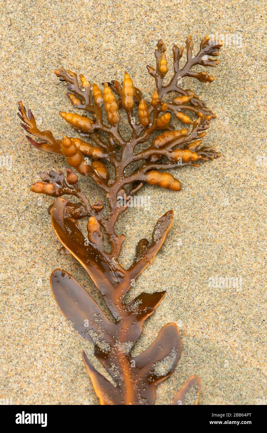 Varech sur la plage Banque de photographies et d’images à haute ...