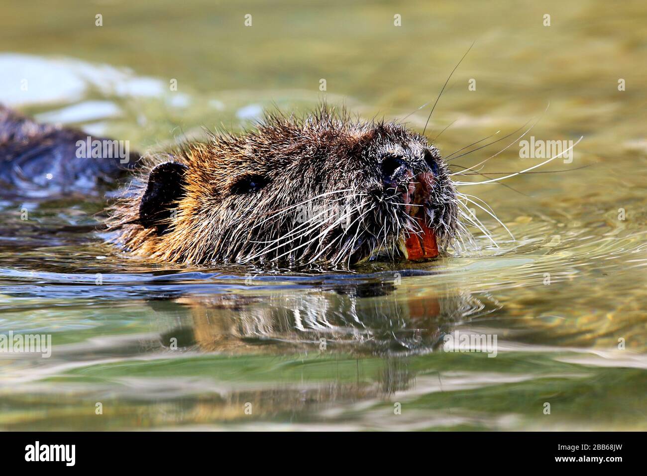 Dents de castor Banque de photographies et d’images à haute résolution ...