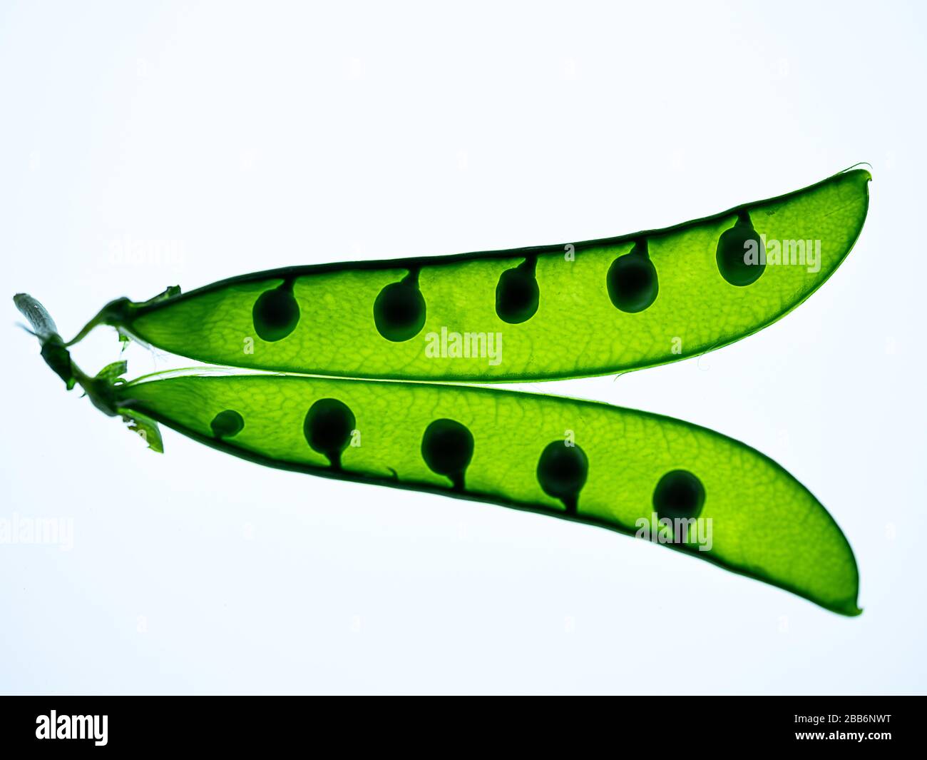 Plante de pois mange tout Banque de photographies et d’images à haute ...