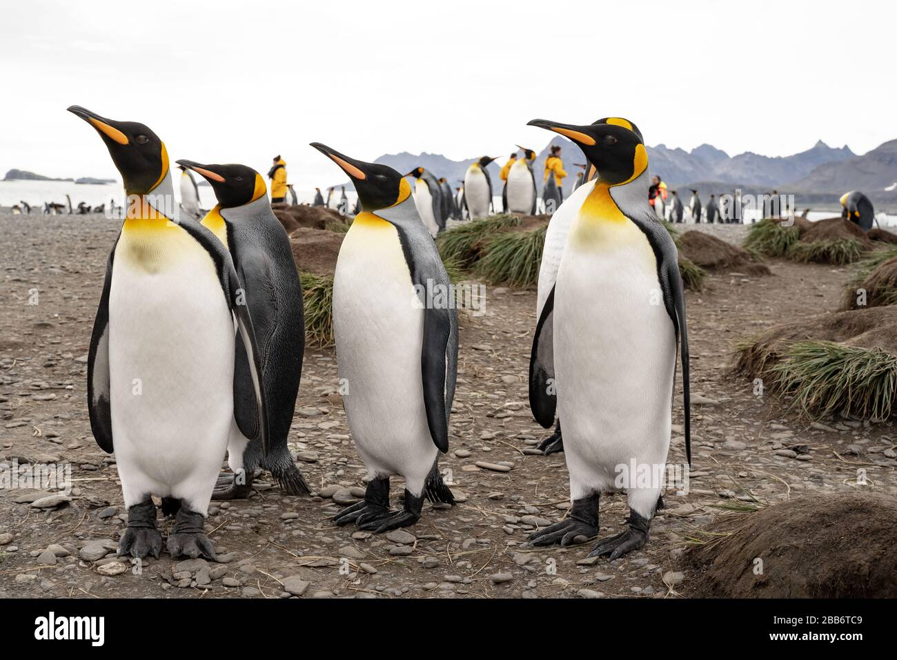 Plage De Pingouin Banque d'image et photos - Alamy