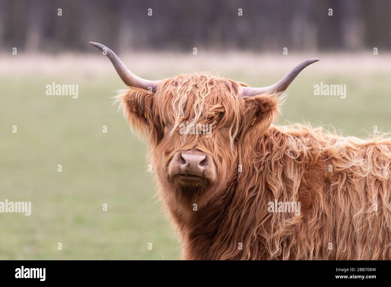 Vache à grandes cornes Banque de photographies et d’images à haute ...