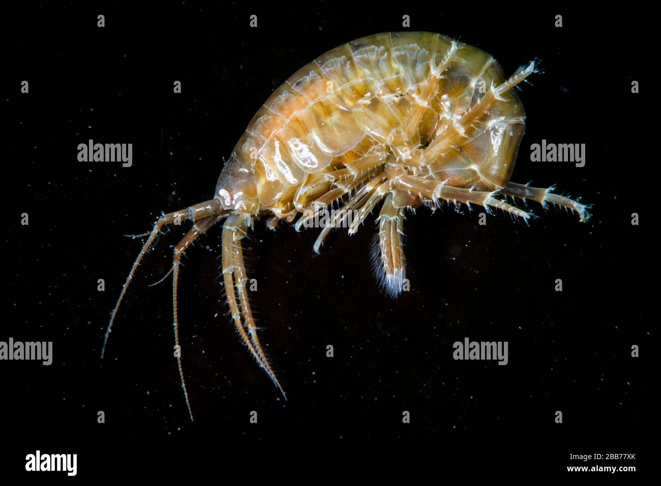 Amphipoda amphipod Banque de photographies et d’images à haute ...