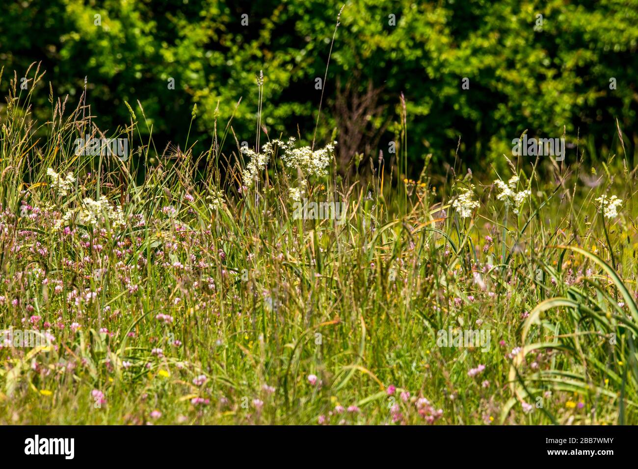 Fleurs dans les forêts Banque de photographies et d’images à haute ...