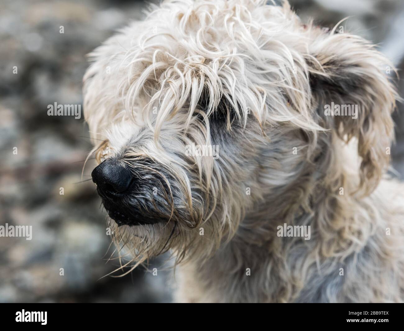 Chien galeux Banque de photographies et d’images à haute résolution - Alamy