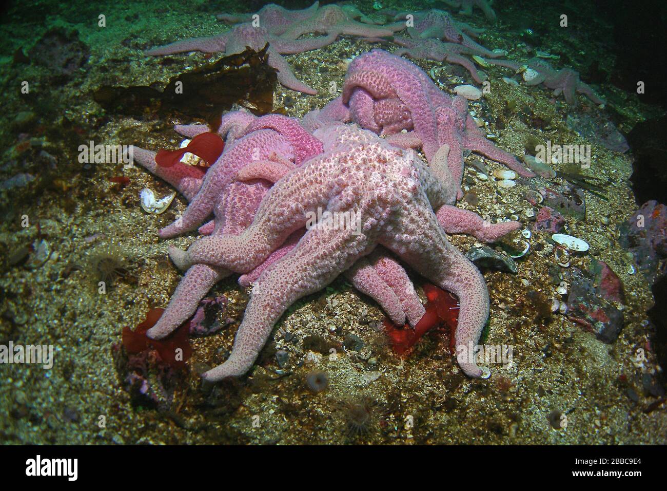 Tahsis inlet Banque de photographies et d’images à haute résolution - Alamy