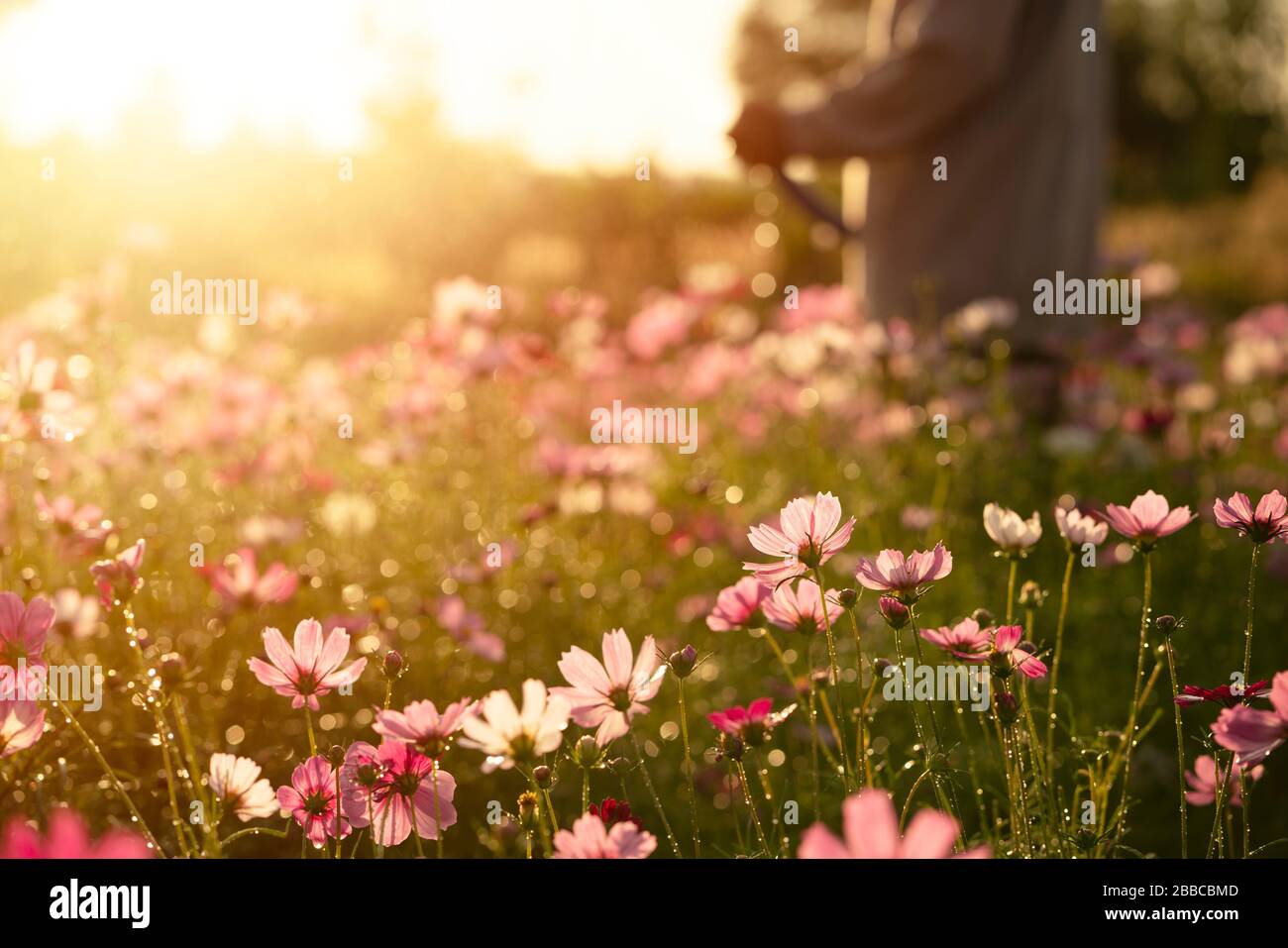 Champ de fleurs cosmos Banque de photographies et d’images à haute ...