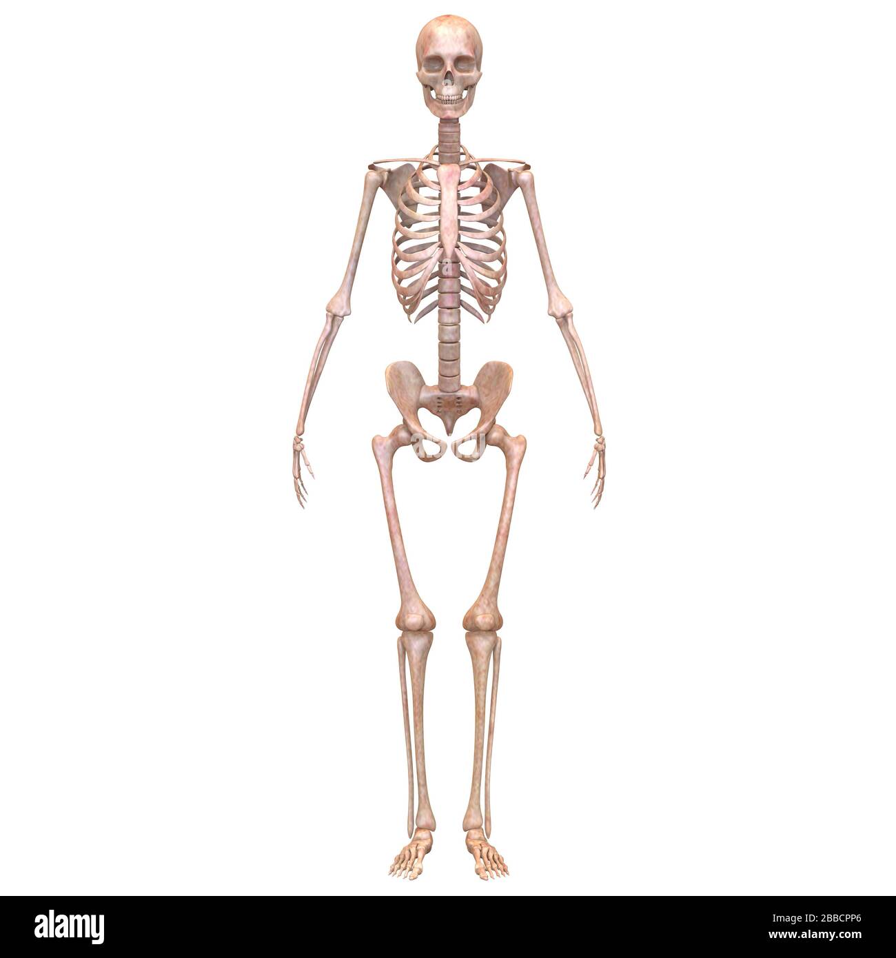 Système de squelette humain douleurs articulaires osseuses Anatomie. 3D ...