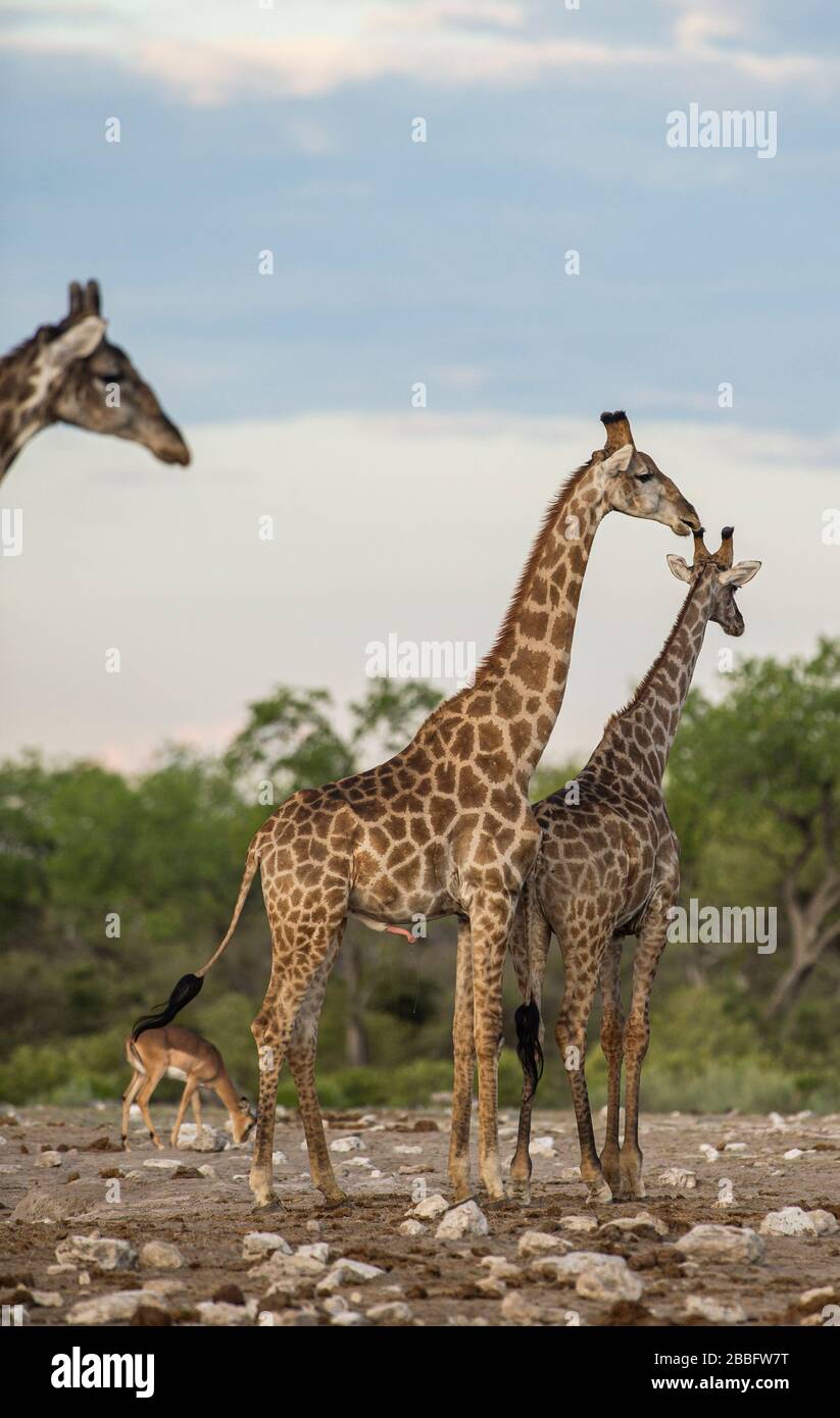 Giraffe mating Banque de photographies et d’images à haute résolution ...