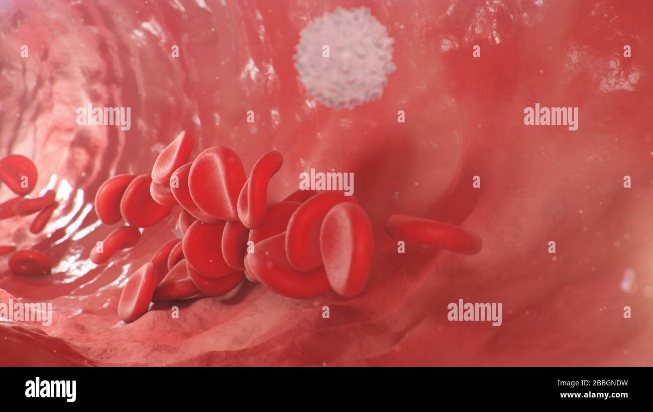 Globules rouges à l'intérieur d'une artère, veine. Flux sanguin à l ...