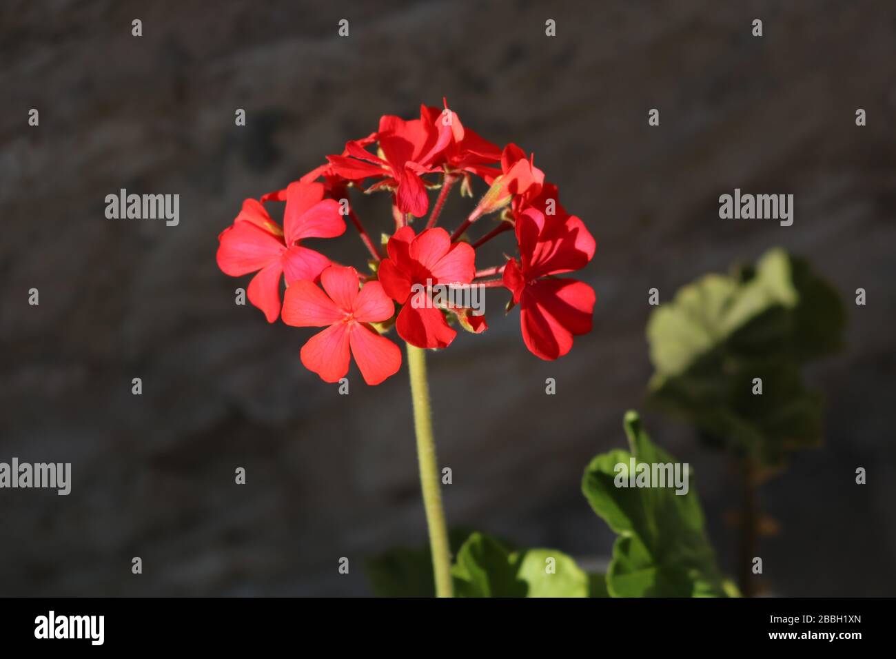 Chypre fleur Banque de photographies et d’images à haute résolution - Alamy