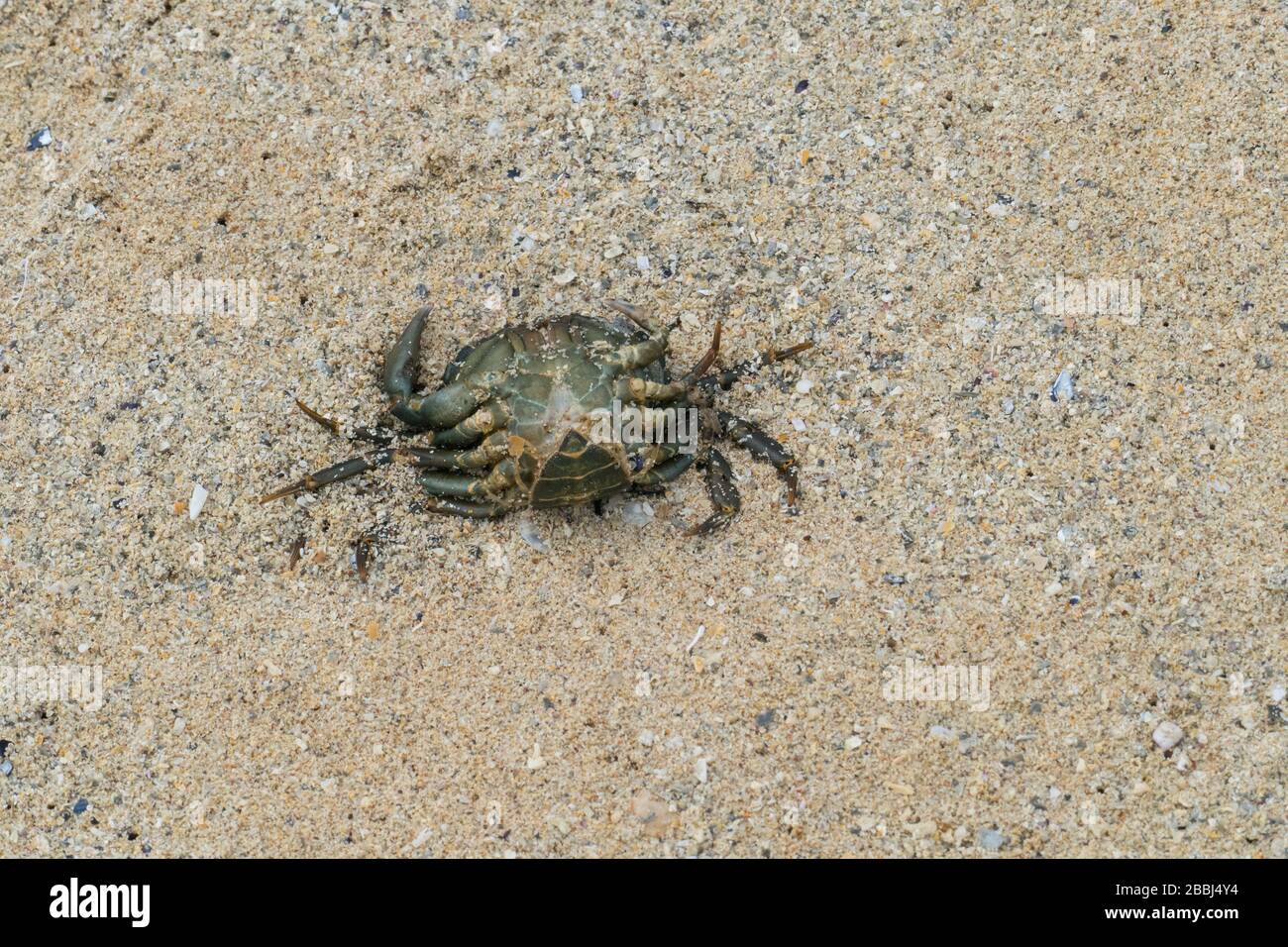 Krebs tier Banque de photographies et d’images à haute résolution - Alamy