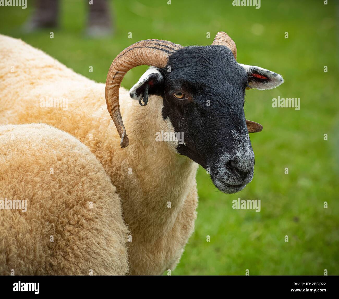 Yorkshire rams Banque de photographies et d’images à haute résolution ...