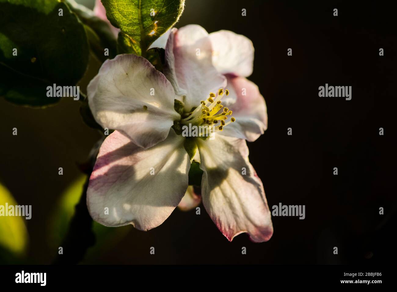Pomme sauvage Banque de photographies et d’images à haute résolution ...