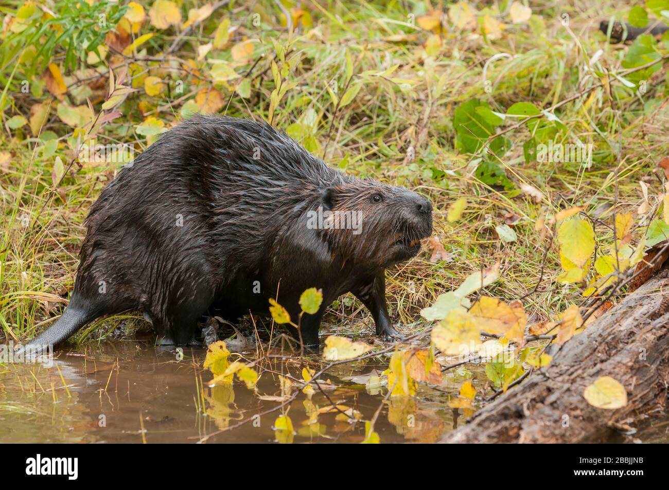 Populus Canadensis Banque d'image et photos - Alamy