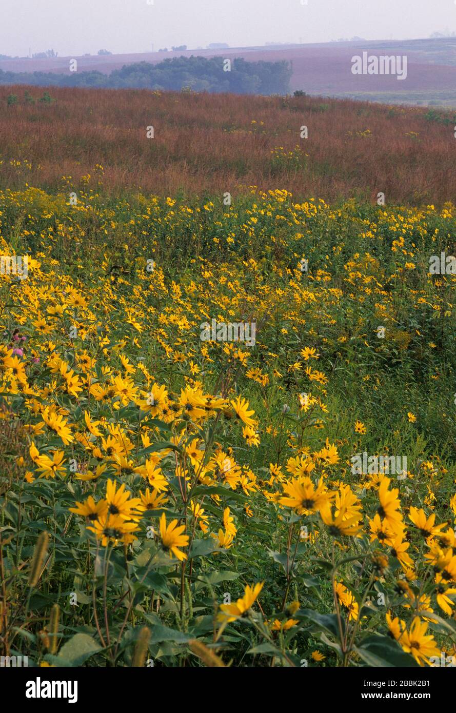 Neal smith Banque de photographies et d’images à haute résolution - Alamy
