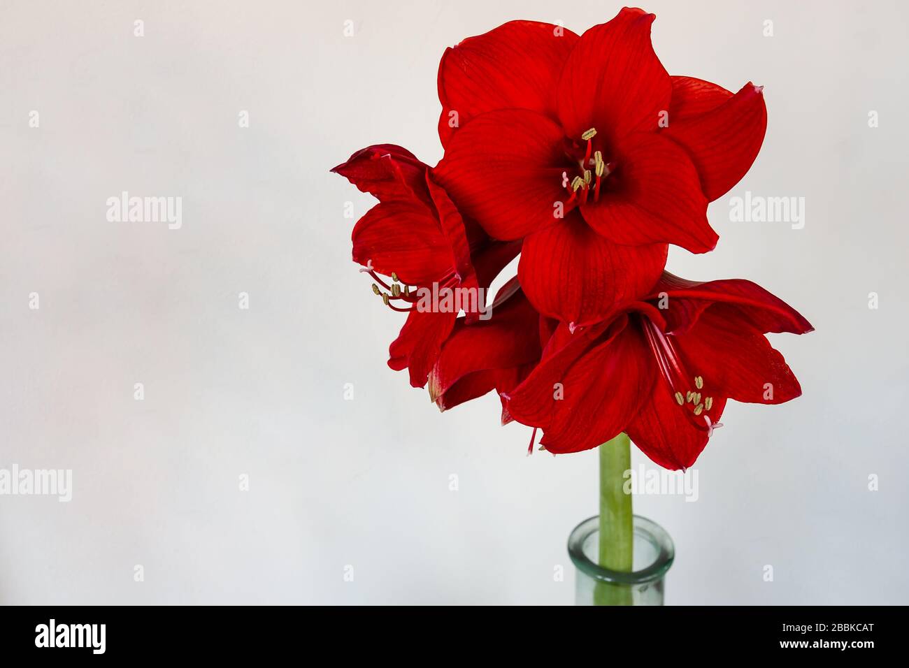 Grande fleur rouge Banque de photographies et d’images à haute ...