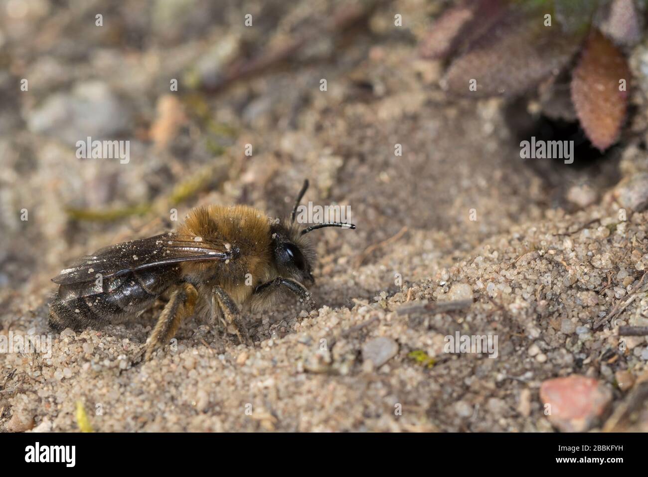 Colletes Cunicularius Banque d'image et photos - Alamy