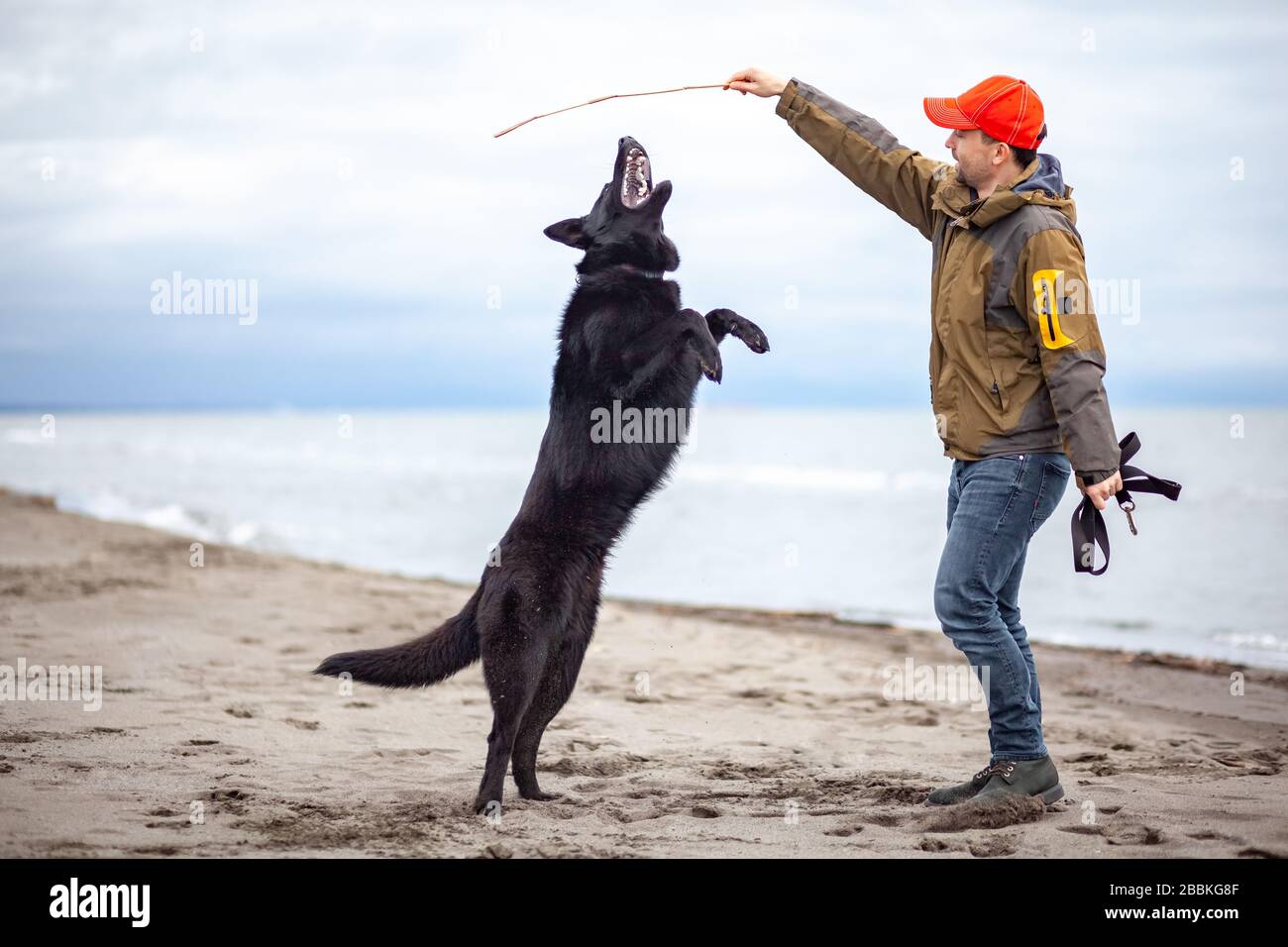 L'homme forme le berger allemand sur la plage de sable de la côte de la ...
