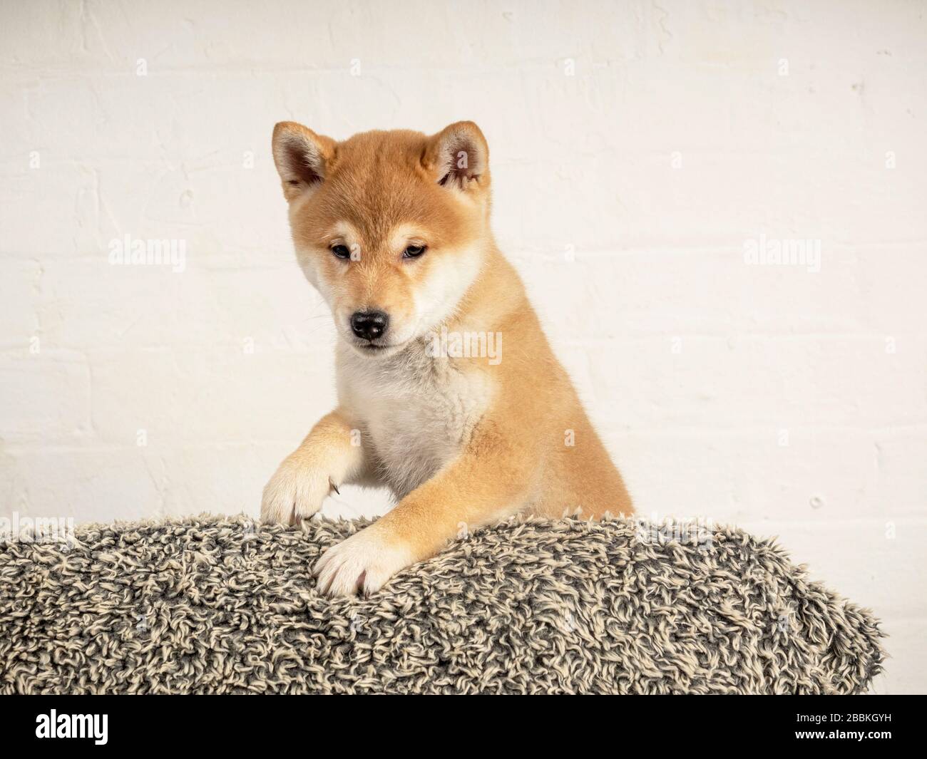 Chiot shiba inu Banque de photographies et d’images à haute résolution ...
