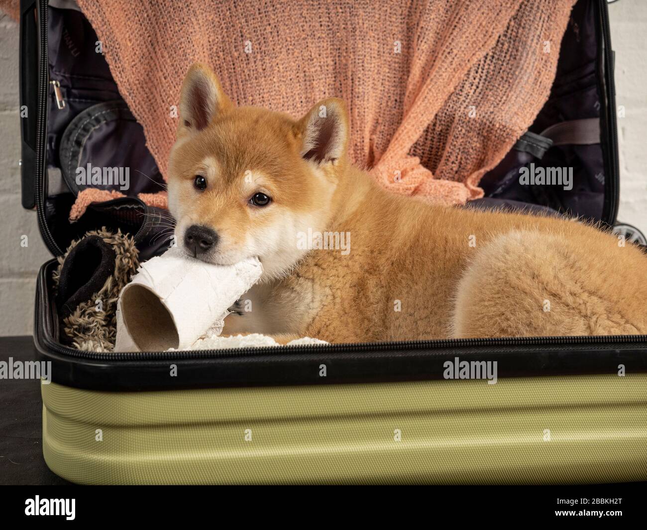 Shiba Inu Face Fond Blanc Banque d'image et photos - Alamy