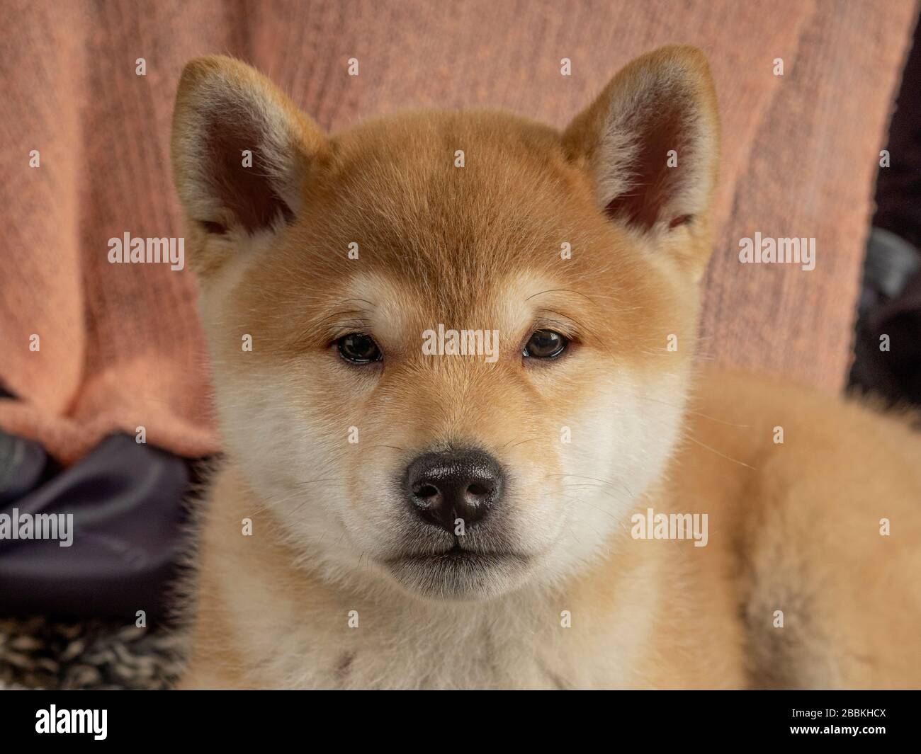 Chiot shiba inu Banque de photographies et d’images à haute résolution ...