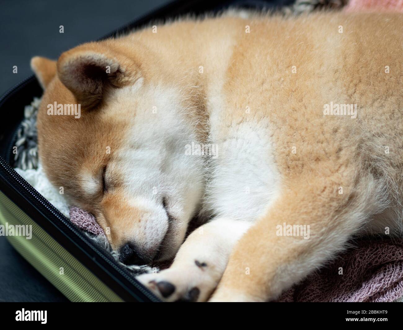 Chiot shiba inu Banque de photographies et d’images à haute résolution ...