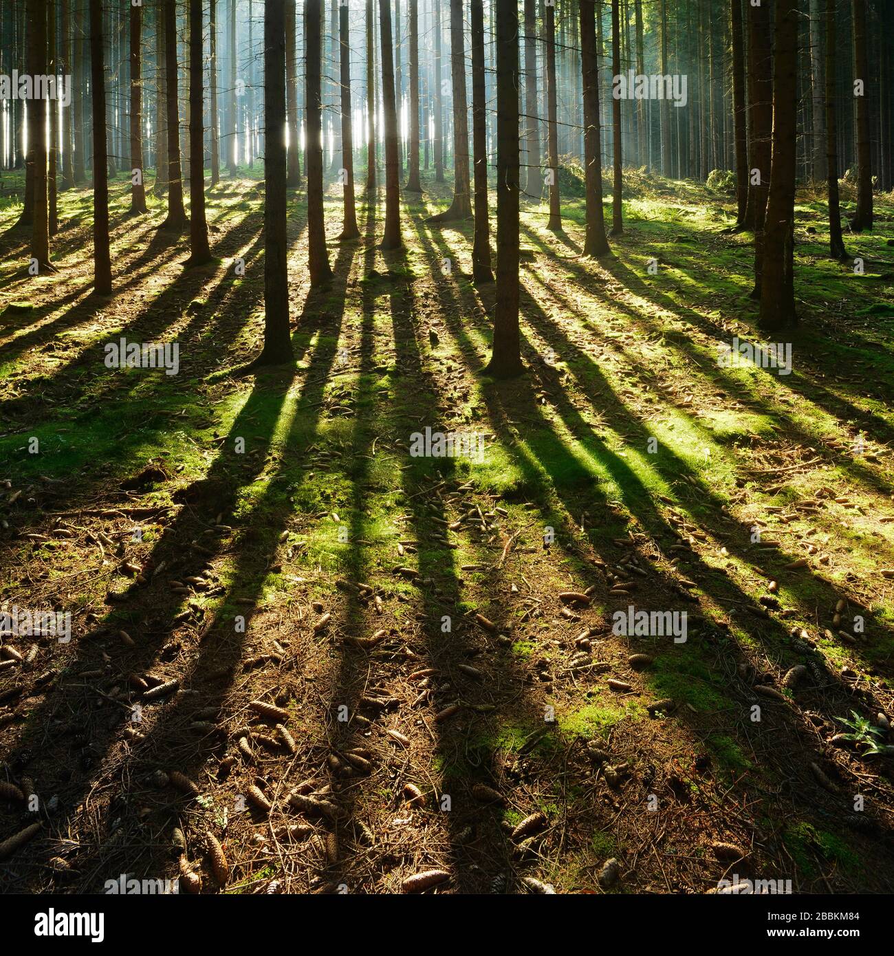 Soleil de la forêt Banque de photographies et d’images à haute ...