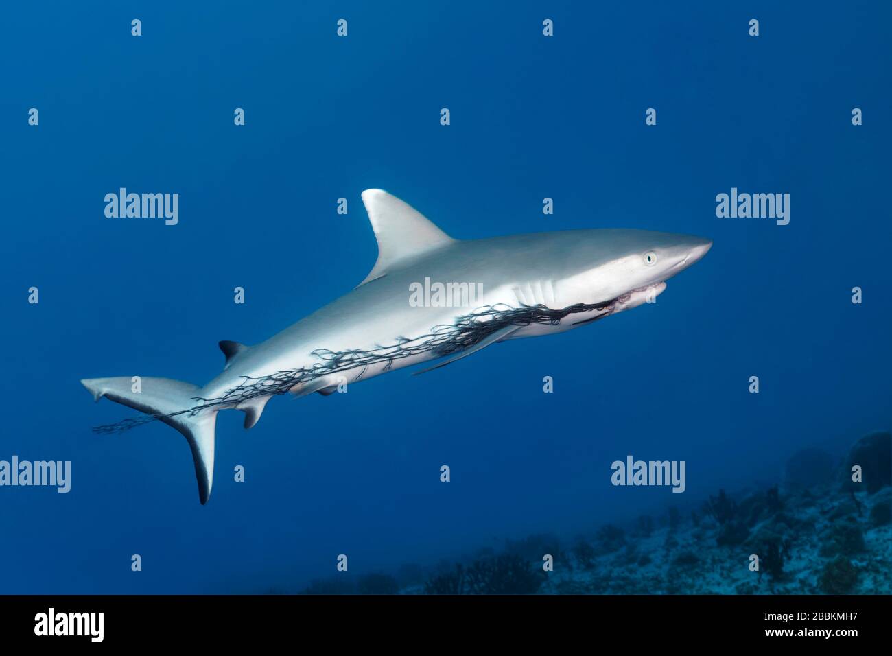 Requin bouche ouverte Banque de photographies et d’images à haute ...
