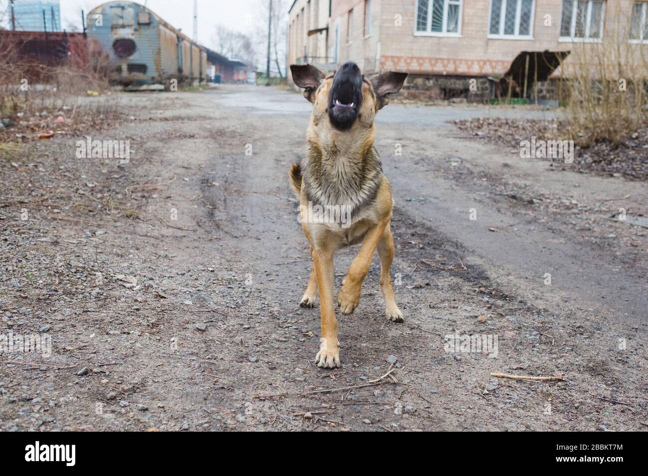Chien enragé Banque de photographies et d’images à haute résolution - Alamy